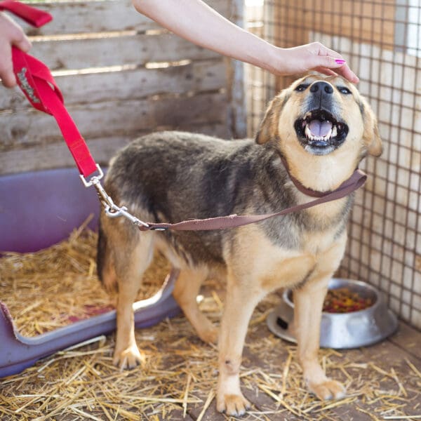 Animal Control - Michigan City Police Department