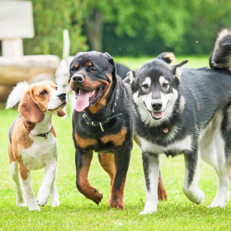 Animal Control - Michigan City Police Department